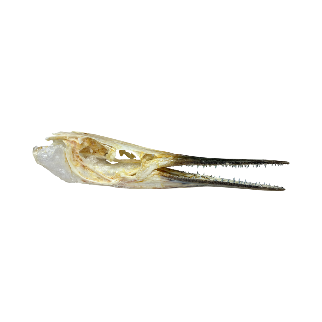 TYLOSURUS/CROCODILUS | BoneRepublic