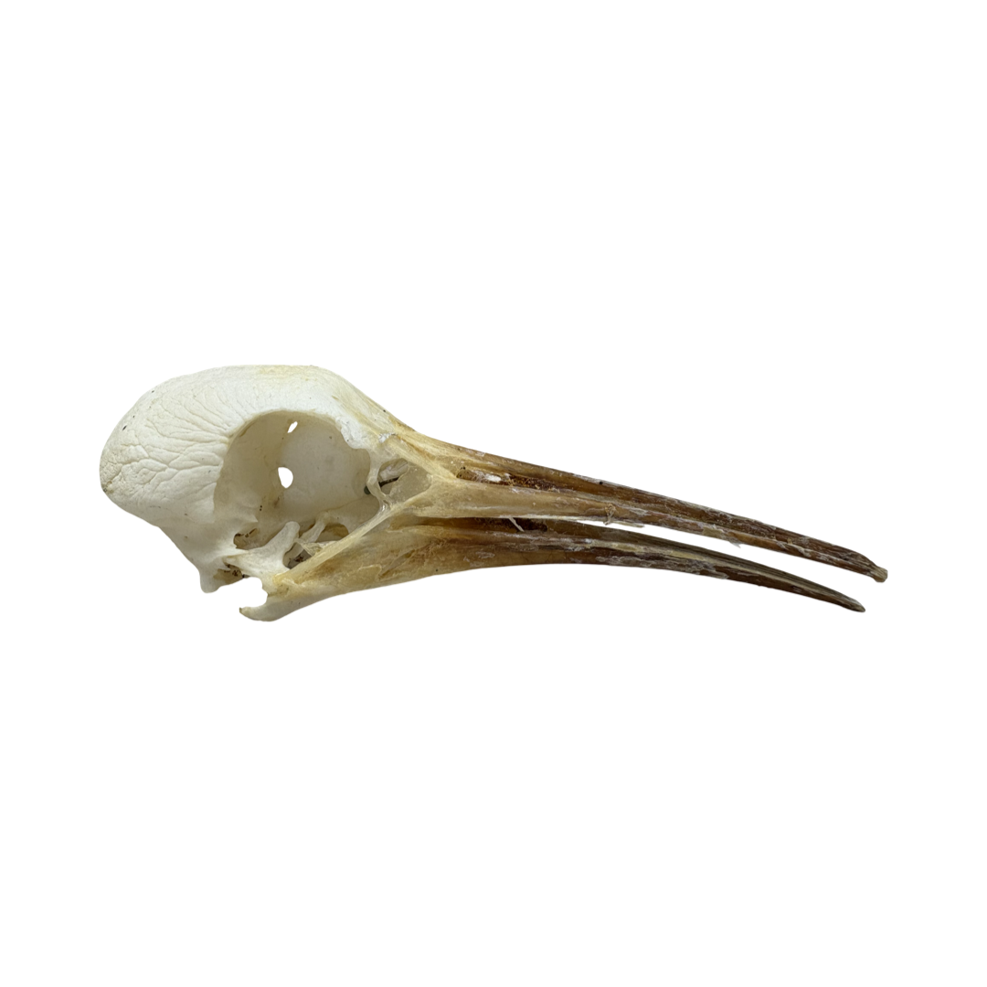 GERONTICUS/CALVUS | BoneRepublic