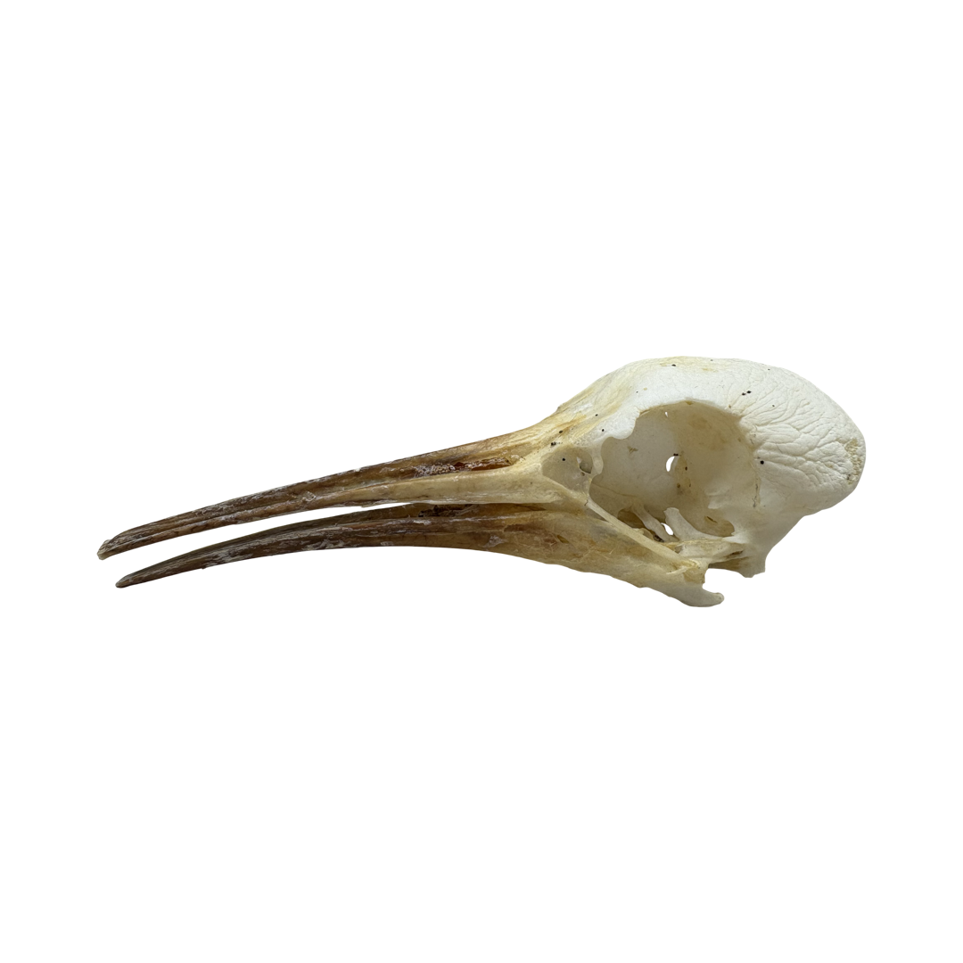 GERONTICUS/CALVUS | BoneRepublic